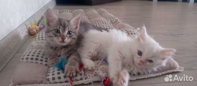 Котята Пушок и Симба ждут свою семью)