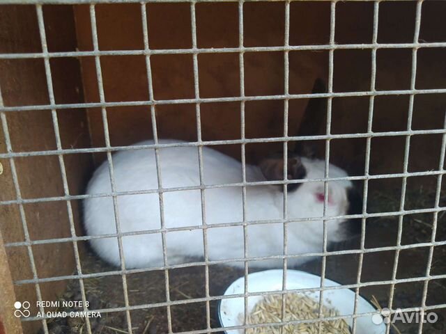 Кролики порода бабочки