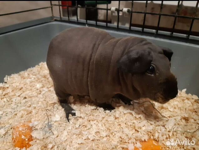 Морская свинка скинни