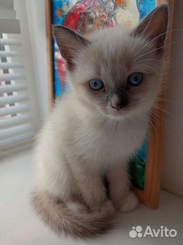 Кошки шотландцы вислоухие бесплатно