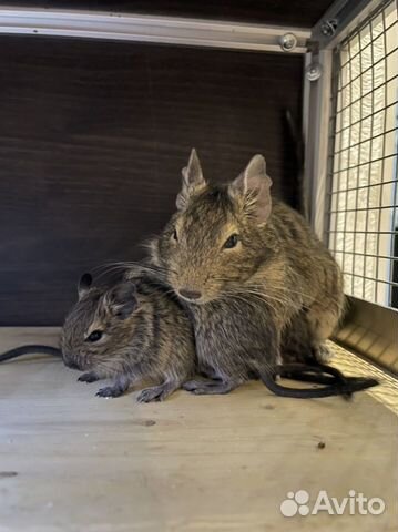 Чилийские бельчата Дегу 2 месяца