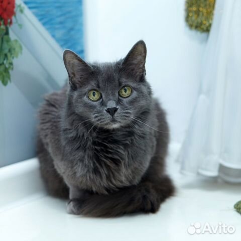 Кошечка, один год