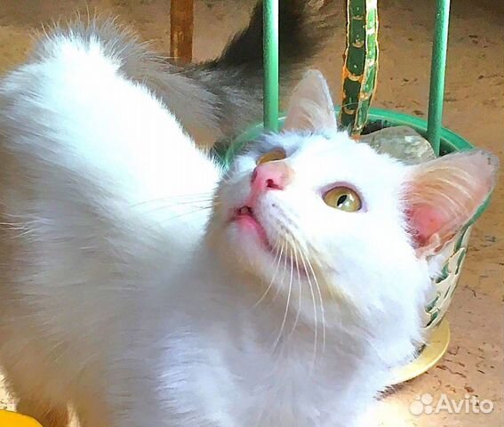 Турецкая ангора помесь в дар