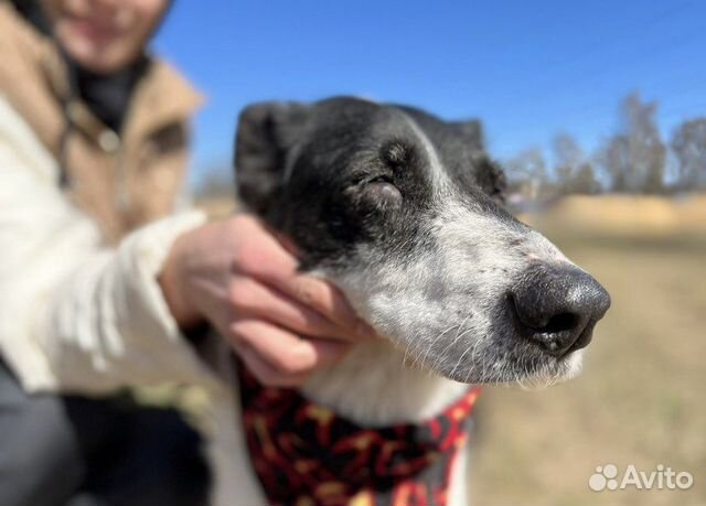 Лушенька в добрые руки