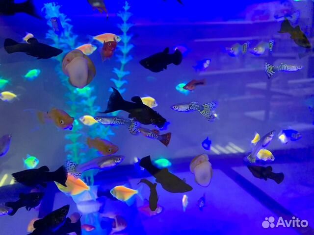 Аквариумные рыбы Тернеция гло