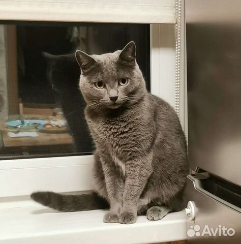 Русская голубая