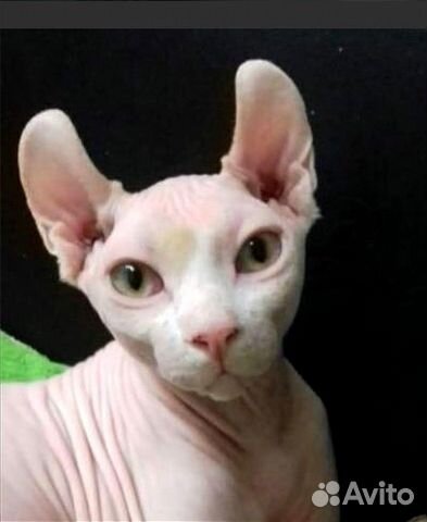 Эльф котик в поиске дома