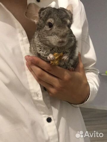 Шиншилла в добрые руки