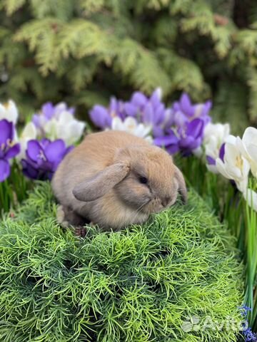 Кролики