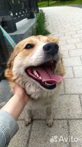 Щенок-подросток Жуля