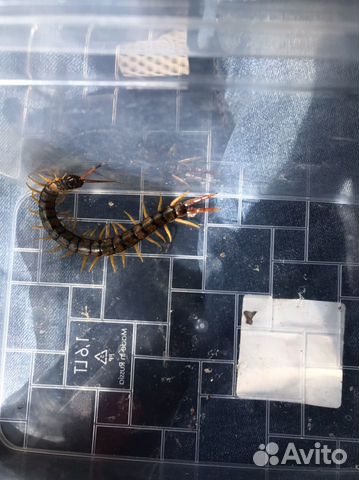 Кольчатая сколопендра