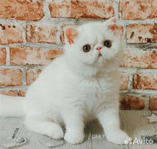 Упитанный мурлыка