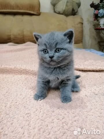 Британские котята