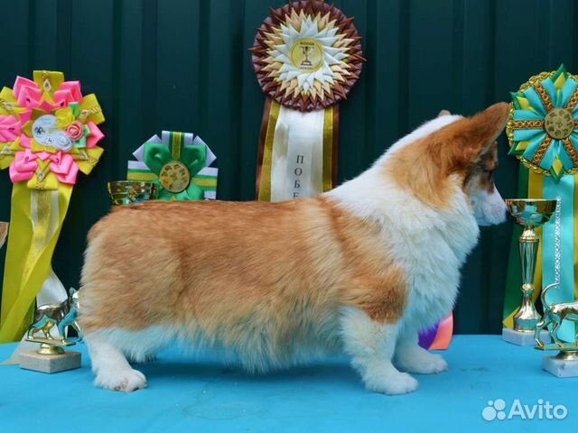 Нереальная красотка