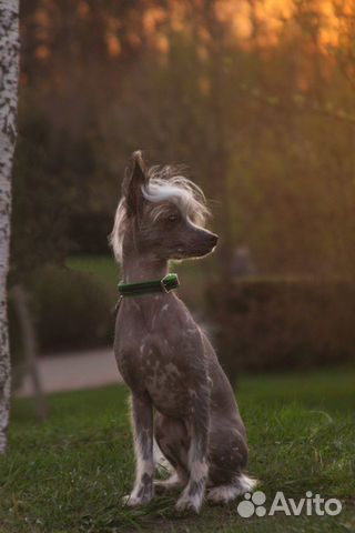 Вязка китайская хохлатая