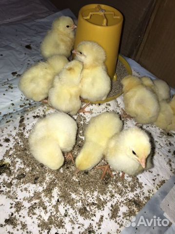 Цыплята бройлеры кобб 700