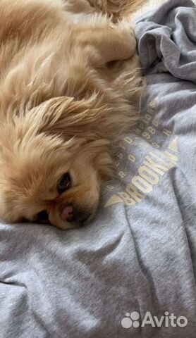 Пекинес Ачи