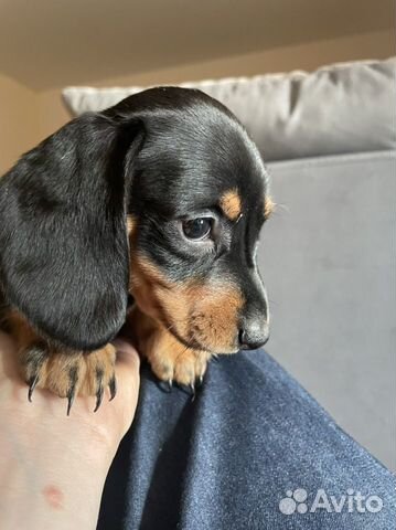 Кроличья Такса (мини)