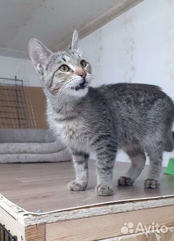 Молодой ласковый котик Симба ищет дом