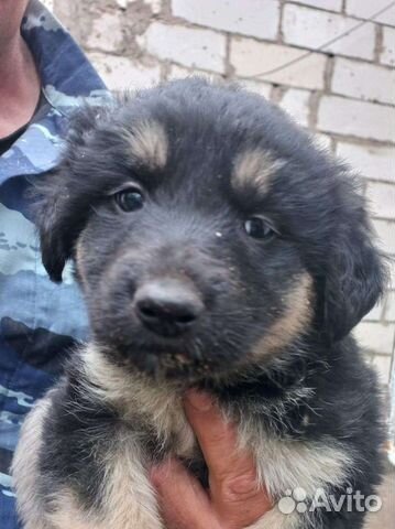 Кудряшка метис немецкой овчарки в добрые руки