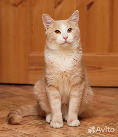 Ласковый котенок Эльф в добрые руки