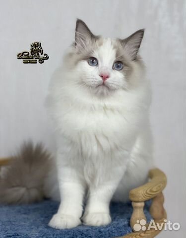 Мальчик рэгдолл