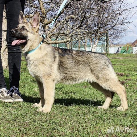 Крупная девочка вео волчьего (зонарного)окраса