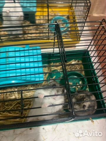 Джунгарский хомяк