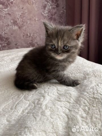 Котенок шотландский