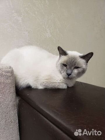 Кот