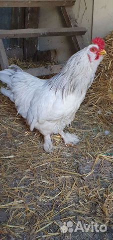 Петух брама