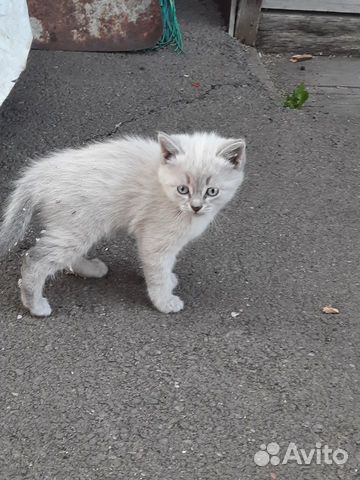 Кошки в добрые руки