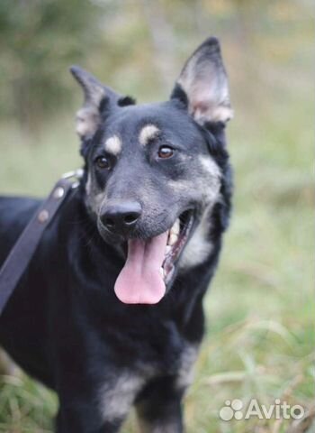 Собака в добрые руки, Макс ищет дом