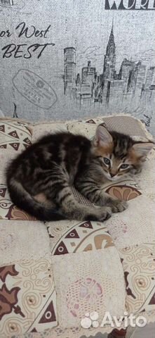 Котёнок метис