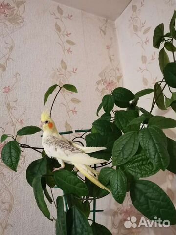 Попугай корелла