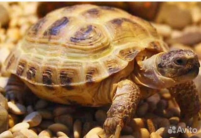 Пара черепах