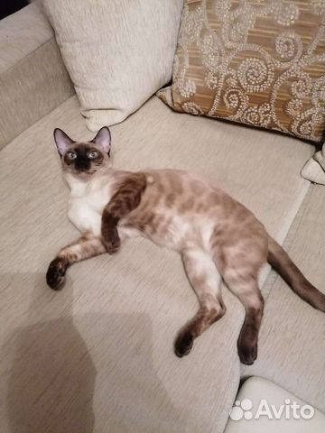 Бенгальская кошка вязка