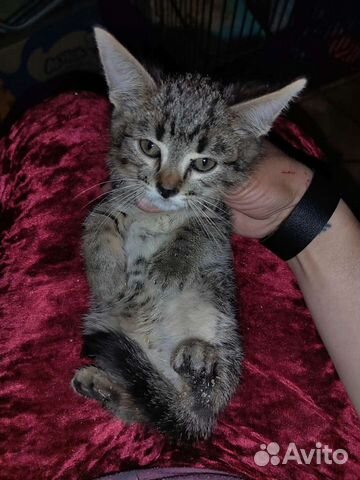Кошка в дар