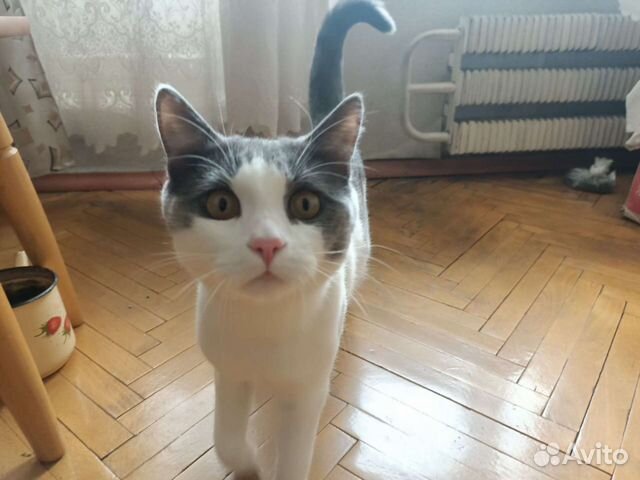 Кошки