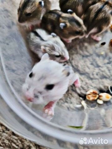 Джунгарский хомяк