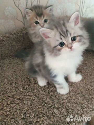 Шотландский котёнок