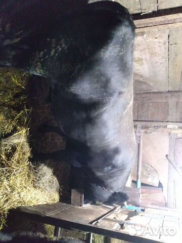 Быки на мясо живым весом