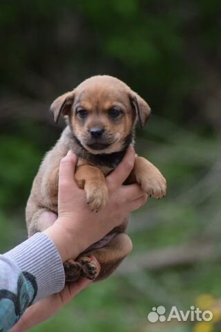 Кубик ищет дом