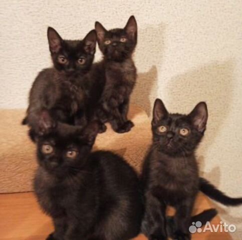 Котята черненькие