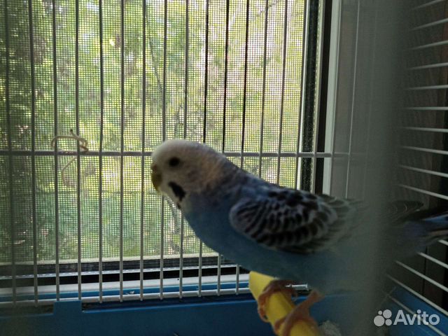 Волнистый попугай самка