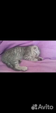 Шотландский вислоухий кот