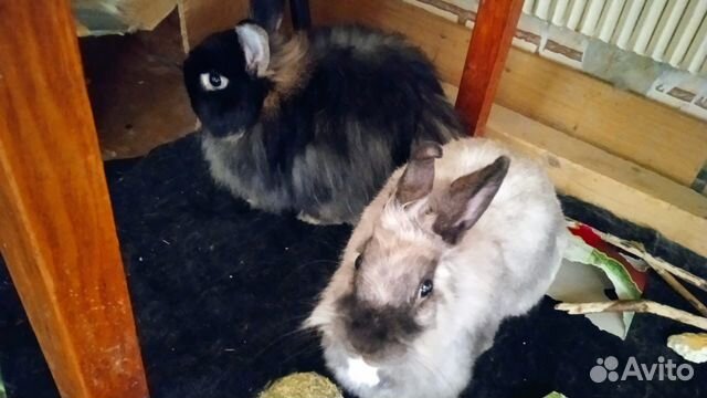 Декоративные кролики в добрые руки