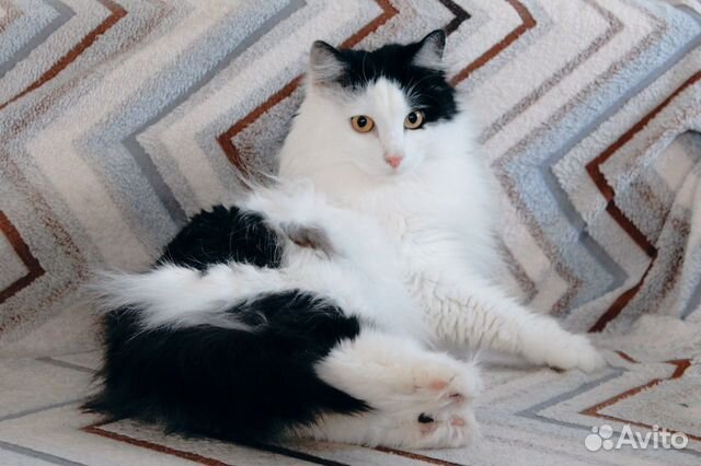 Пушистое черно-белое облачко