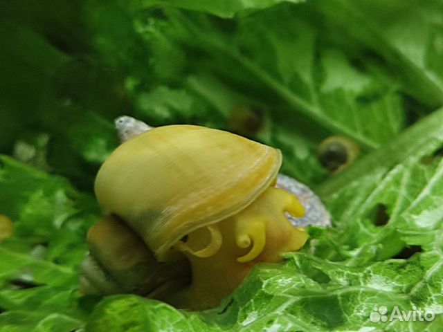 Улитки ампулярии