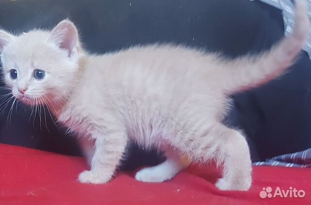 Очаровательная киска нежно-рыжего цвета